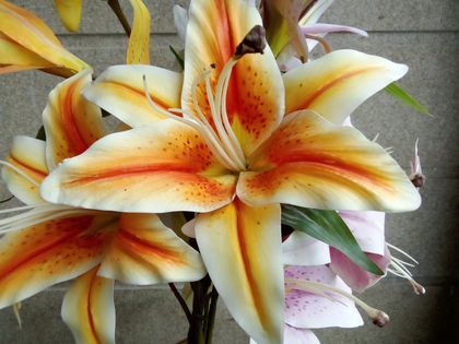 realme C30 - Full Specifications & Price in India (11th May 2025 ...