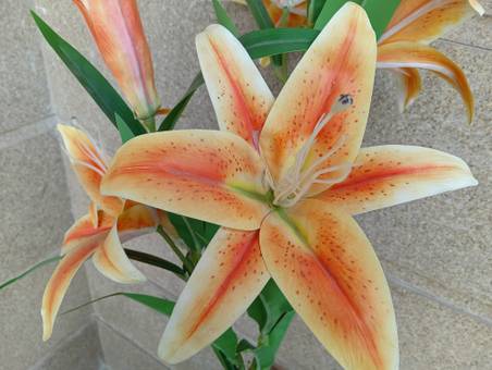 realme Narzo N65 5G - Full Specifications & Price in India (25th March 2025) | 91mobiles.com