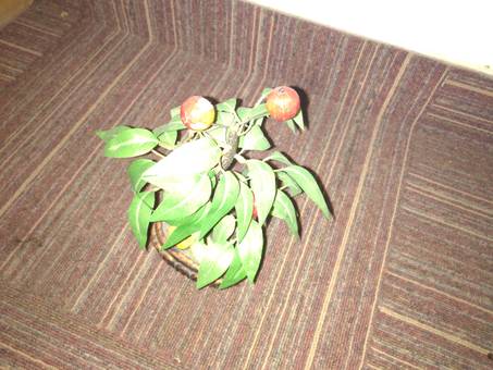 Yu Yutopia in India, Yutopia specifications, features & reviews ...