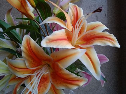 POCO C3 - Full Specifications & Price in India (9th May 2025 ...